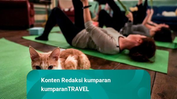 Foto: Yoga Bareng Kucing Menggemaskan di Brooklyn, AS | kumparan.com