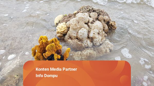 Potret Terumbu Karang Rusak di Pantai Tengke, NTB | kumparan.com