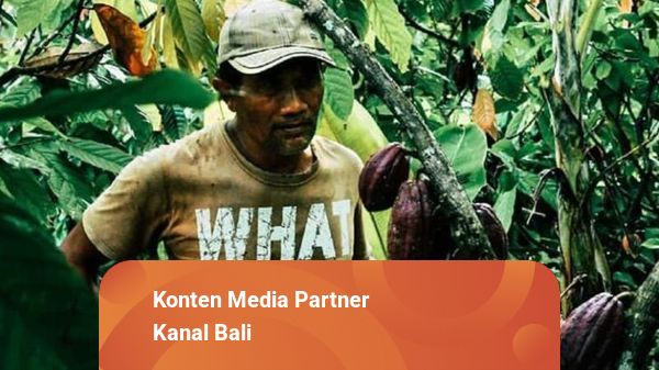 Petani Kakao Jembrana Mantapkan Langkah Tembus Pasar Internasional ...