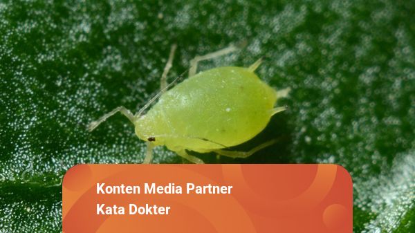 Ciri-Ciri Digigit Tungau dan Cara Mengatasinya | kumparan.com