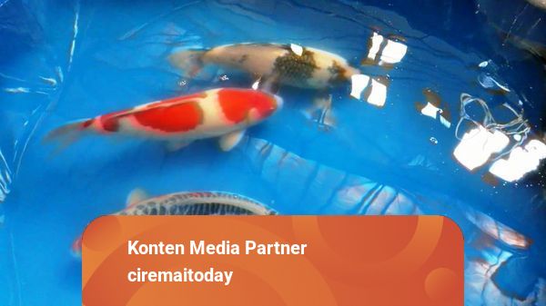 1.539 Ikan Koi Ramaikan Kontes Young Koi Show di Kuningan, Jabar ...