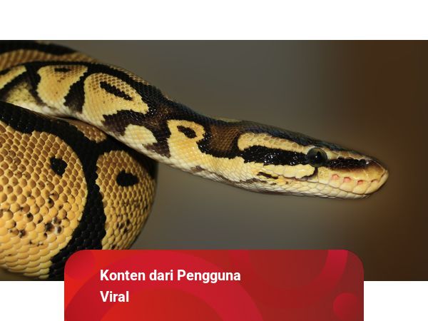warna najis ular - Amy Hamilton