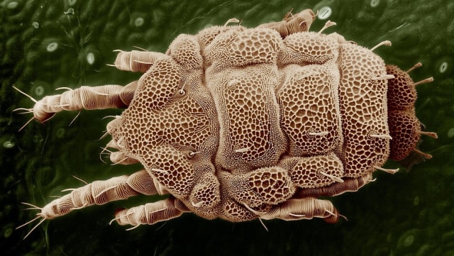 Siklus Aneh Ini Dimiliki oleh 5 Spesies Hewan | kumparan.com