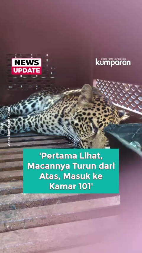 Cerita Penjaga Hotel Lihat Macan Tutul Masuk ke Depan Kamar