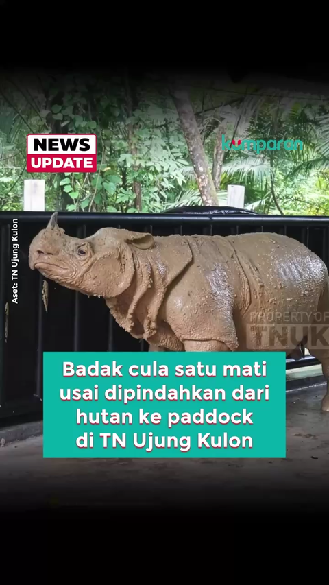 Badak Cula Satu Mati di Taman Nasional Ujung Kulon