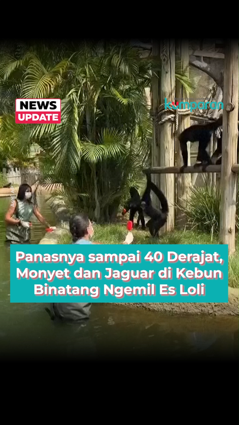 Aksi Lucu Monyet dan Jaguar Ngemil Es Loli di Kebun Binatang