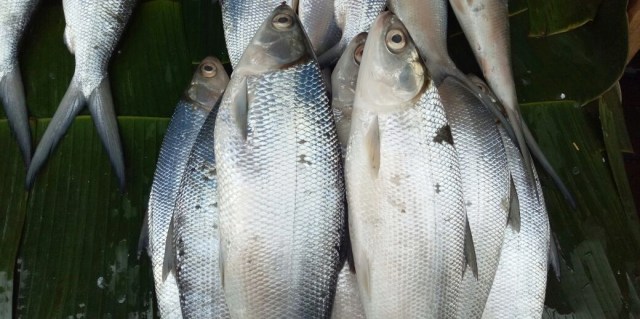 Jelang Imlek, Harga Ikan Bandeng Naik Hingga 100 Persen | kumparan.com