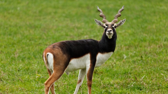 Karena Virus, Hewan Antelop Saiga Berada di Jurang Kepunahan | kumparan.com