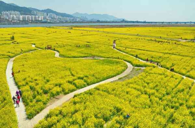 Lautan Bunga Canola di Seogwipo Yuchae Flower Festival | kumparan.com