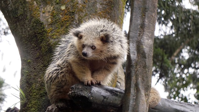 Anak Dicakar Harimau dan Kondisi Kebun Binatang Indonesia | kumparan.com