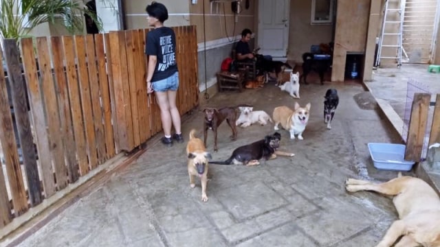 Doni Animal Defenders: dari Pahlawan ke “Penjahat” | kumparan.com