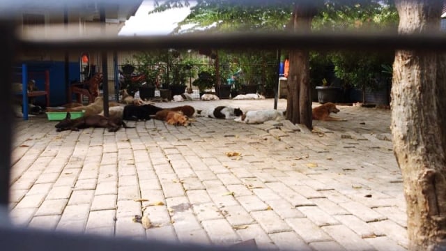 Doni Animal Defenders: dari Pahlawan ke “Penjahat” | kumparan.com