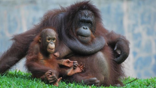 Orang Utan Ternyata Bisa Tertawa Seperti Manusia | kumparan.com