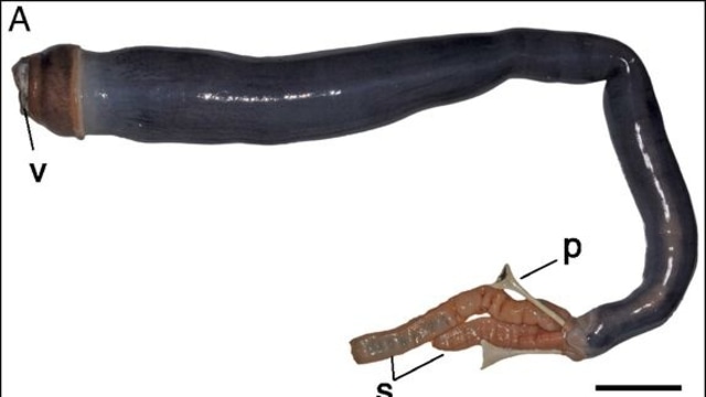 Ilmuwan Temukan Cacing Kapal Raksasa di Filipina | kumparan.com