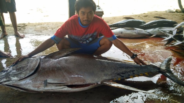 Wujud Ikan Tuna 'Raksasa' Sebesar Manusia yang Ditangkap Nelayan Bone ...