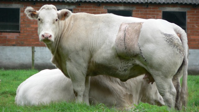 Ridwan Kamil Ingin Kawinkan Sapi Biru Belgia dengan Sapi Pasundan ...