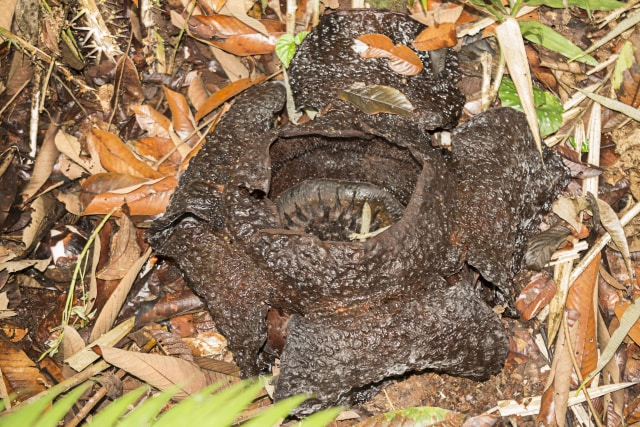 Di Balik Cat Warna-warni pada Hewan dan Tumbuhan | kumparan.com