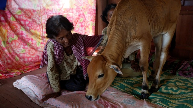 Wanita Kamboja Pelihara Sapi yang Diyakini Reinkarnasi Suaminya ...