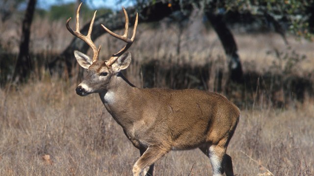 Bisakah Penyakit ‘Rusa Zombie’ Menular ke Manusia? | kumparan.com