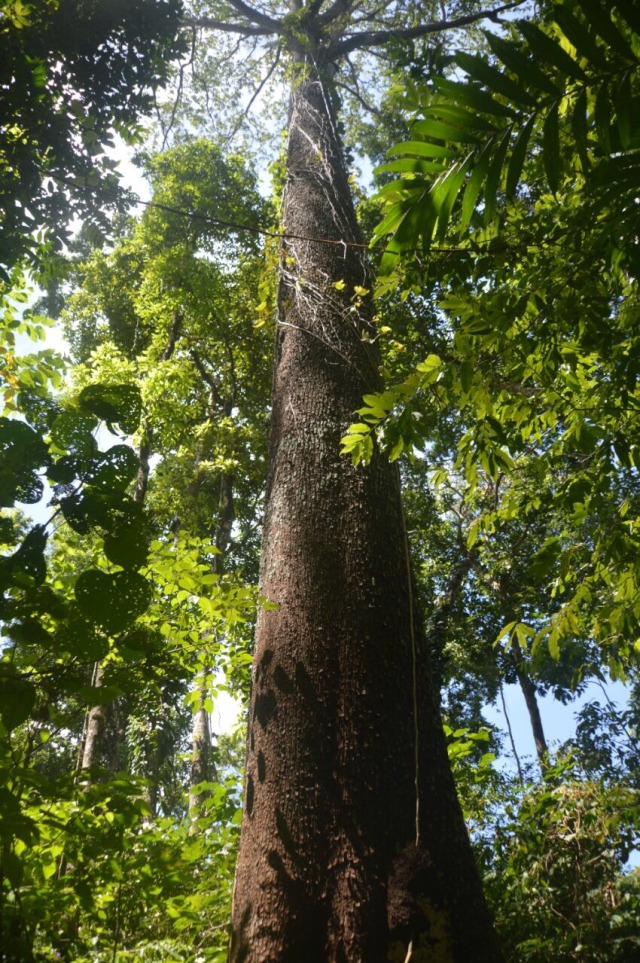 Mengenal Pohon Torem, Pohon Langka Berharga Mahal yang Ada di Saumlaki ...
