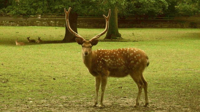 Bisakah Penyakit ‘Rusa Zombie’ Menular ke Manusia? | kumparan.com
