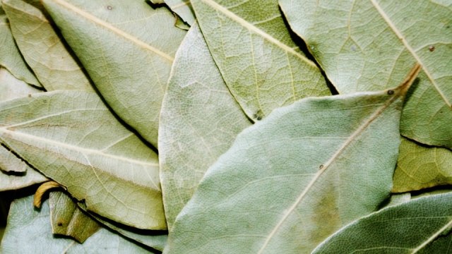 10 Jenis Dedaunan Aromatik yang Sering Digunakan untuk Masakan ...