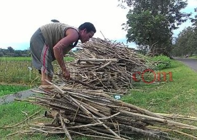 Puluhan Ikat Kayu Bisa Didapat Saat Bengawan Banjir | kumparan.com