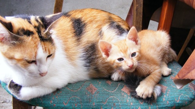 Mengenal FIP, Penyakit Kucing yang Langka dan Mematikan | kumparan.com