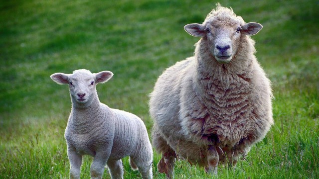 Ilmuwan Sukses Tumbuhkan Embrio Domba yang Mengandung Sel-sel Manusia ...