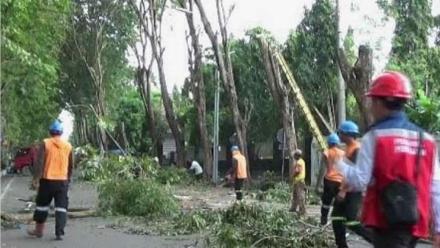 Antisipasi Bencana, Pemkab Pangkas Dahan dan Ranting Pohon dalam Kota ...
