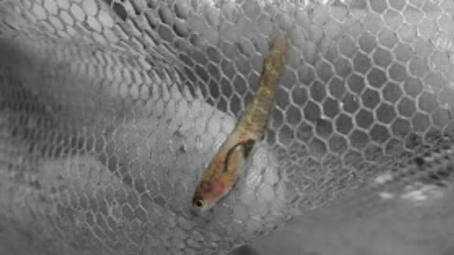 Mengenal Lempuk, Ikan yang Hanya Bisa Hidup di Danau Ranu-Grati ...