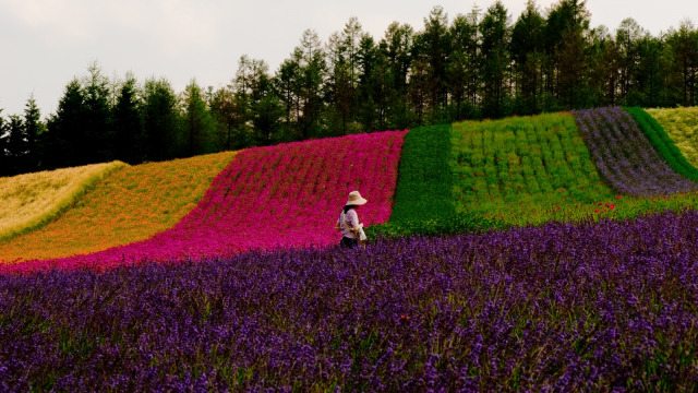 7 Kebun Bunga Terindah di Dunia | kumparan.com