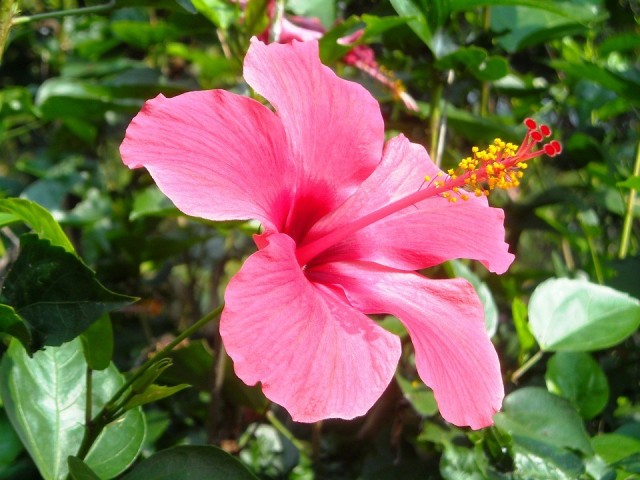 7 Bunga yang Cocok Ditanam di Daerah Tropis | kumparan.com