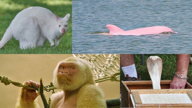 6 Hewan Albino yang Unik dan Langka | kumparan.com