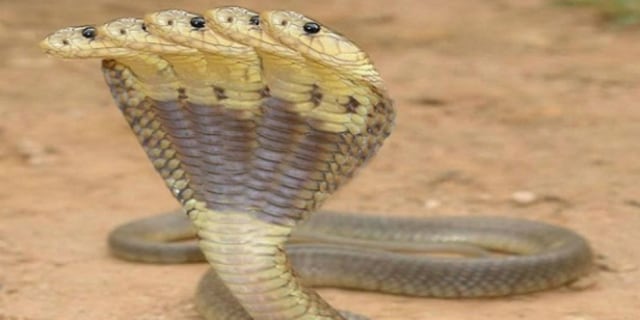 "Ular" Hewan dengan simbol mistis | kumparan.com