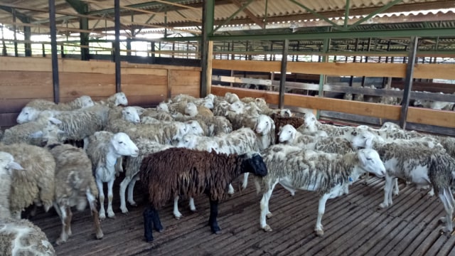Mengenal Domba Ekor Tipis yang Diekspor Mentan ke Malaysia | kumparan.com