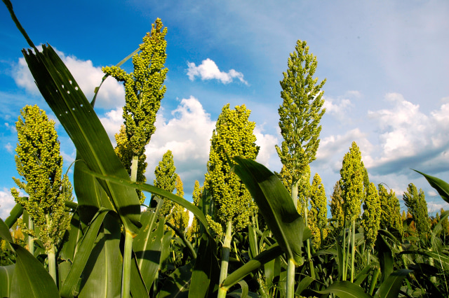 Kementan Siapkan Lahan 5 Ribu Hektare untuk Uji Coba Tanam Sorgum ...