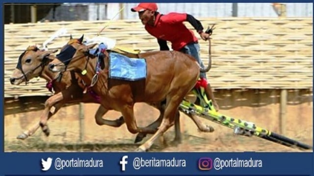 Bangkitkan Ekonomi Warga Melalui Budaya Karapan Sapi Tradisional ...