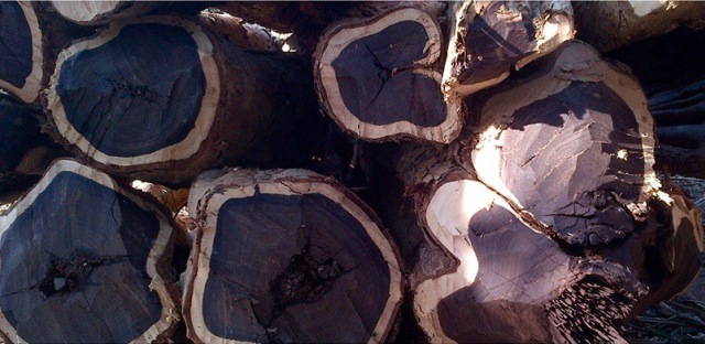 pohon kayu besi sulawesi