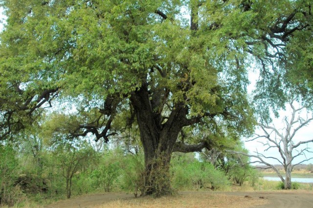 pohon kayu besi sulawesi