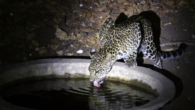 Detik-detik Macan Tutul Jawa Terekam Kamera Pengintai di Gunung Lawu ...