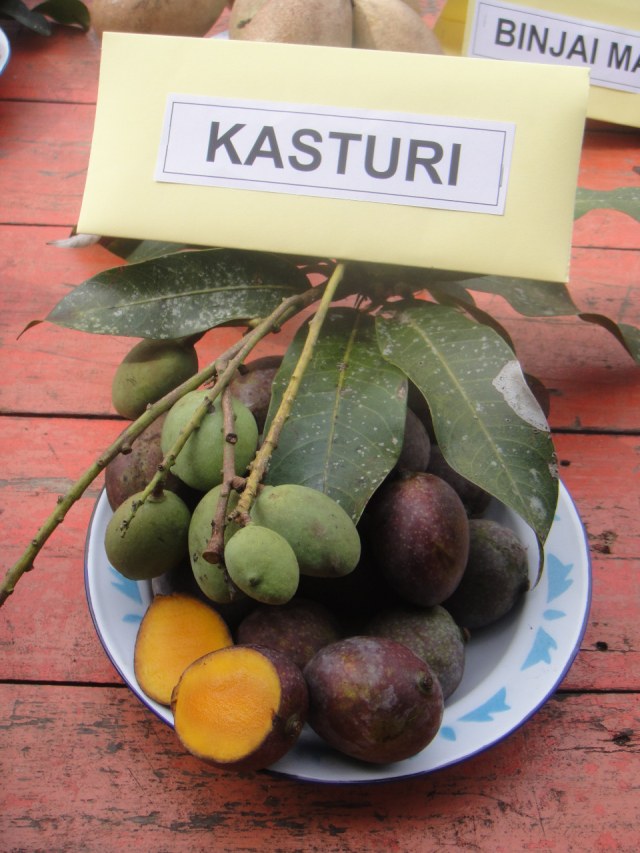 mangga kasturi nama ilmiah