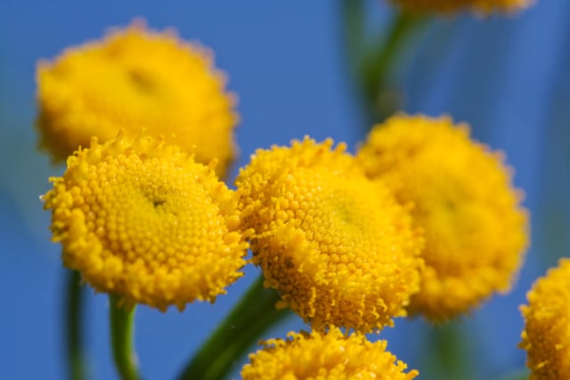 Ini 6 Jenis Minyak Bunga-bungaan yang Baik untuk Kulit, Bikin Glowing ...