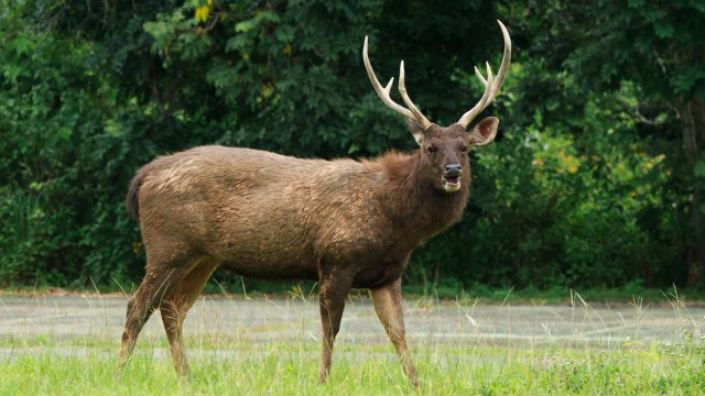 Penyakit Rusa Zombie Menyebar di Amerika Utara, Ancam Infeksi Manusia ...
