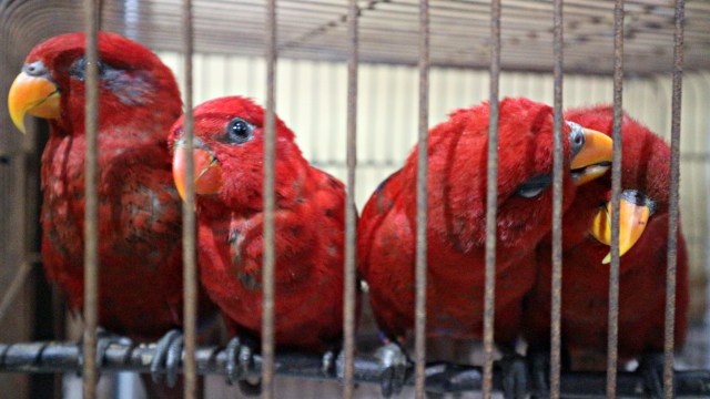 Bea Cukai Gagalkan Penyelundupan 28 Burung Langka dari Pulau Buru ...