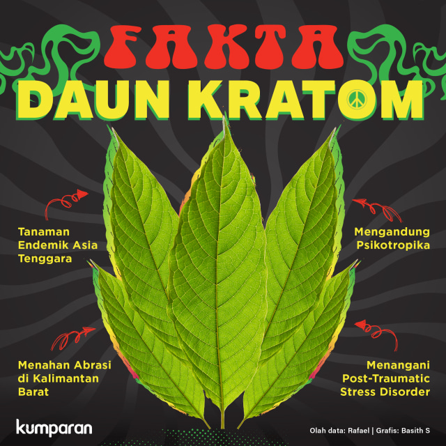 Daun Kratom Lebih Berbahaya dari Ganja? | kumparan.com