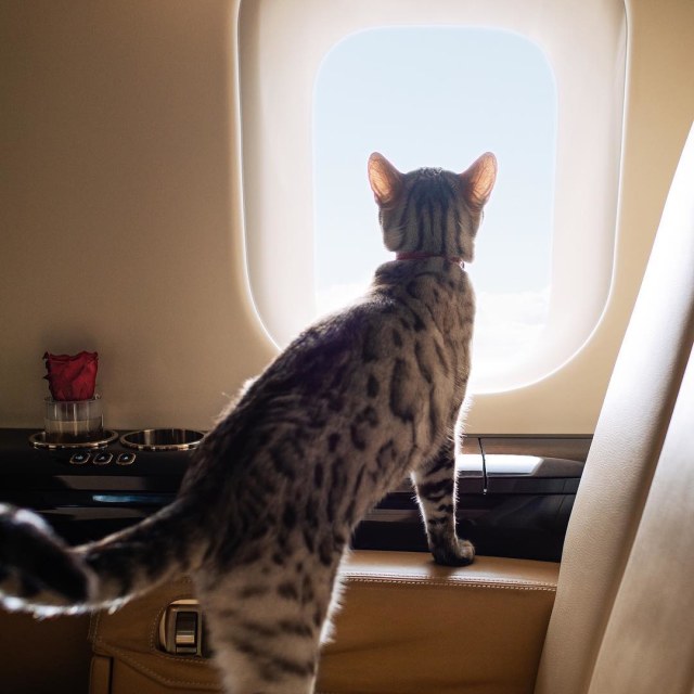 Traveling Bareng Kucing, Pria Ini Berhasil Sambangi Banyak Negara ...