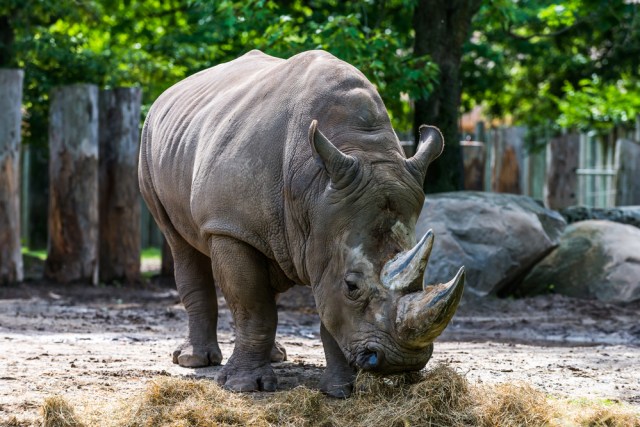 Mengenal Ciri-Ciri Rhinocerotidae hingga Upaya Konservasi | kumparan.com