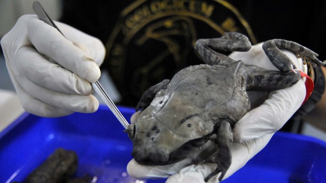 Foto: LIPI Temukan Spesies Baru Katak dan Burung | kumparan.com