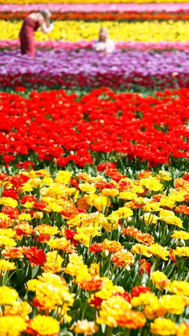 Foto: Keindahan Hamparan Bunga Tulip Bermekaran di Jerman | kumparan.com